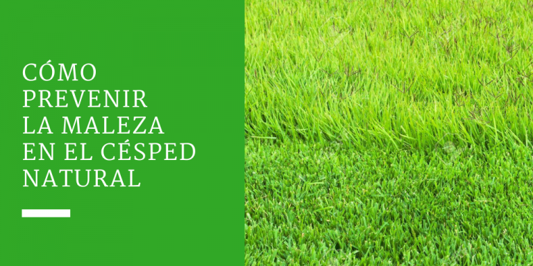 Cómo prevenir la maleza en el césped natural - Arpasa