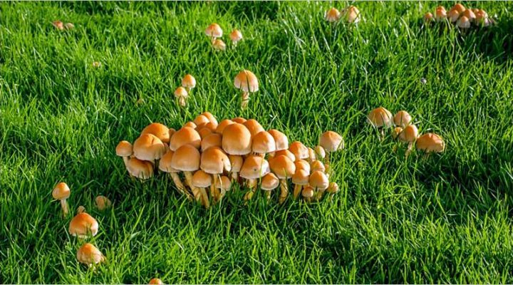 ¿Los hongos del césped son venenosos? - Arpasa - Jardines